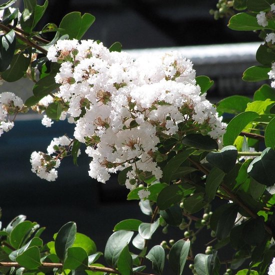 Indische Sering - Lagerstroemia Indica ‘Sarah’s favorite’ | bol