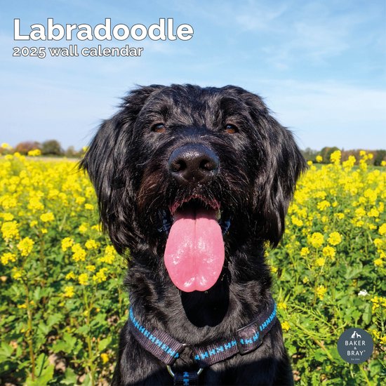Labradoodle Kalender 2025 | bol