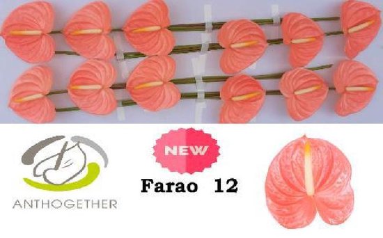DutchFlowers - Boeket - 12x Anthurium farao | bol