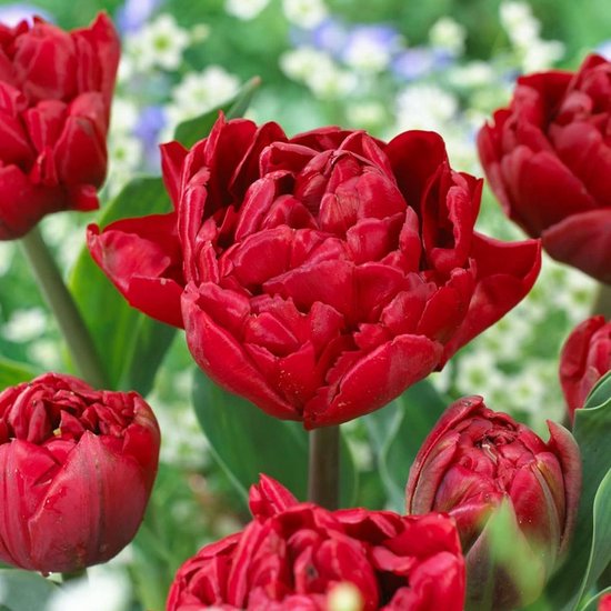 Dutch Bulbs Tulpen Dubbel - Red Passion - Bloembollen - 20 stuks - Rood ...