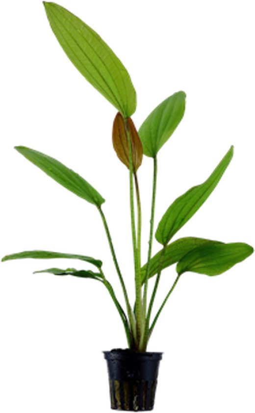 Aquaflora Echinodorus Rosé | in 5 cm pot | bol