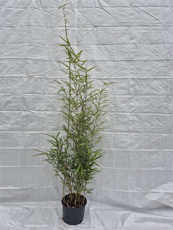 25 Meter Bamboe Haag Planten - 75x Fargesia Robusta Campbell 5.5L ...