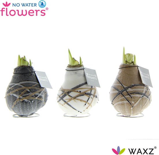 HV Plant - Set van 3 - Wax Amarylis Rembrandt - Rode Bloem - No water ...