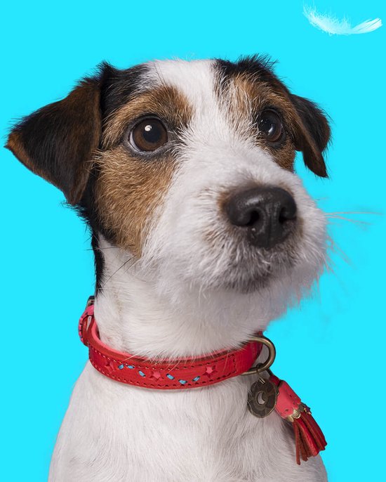 DWAM Dog with a Mission – Halsband hond – Hondenhalsband – Rood – XXXS ...