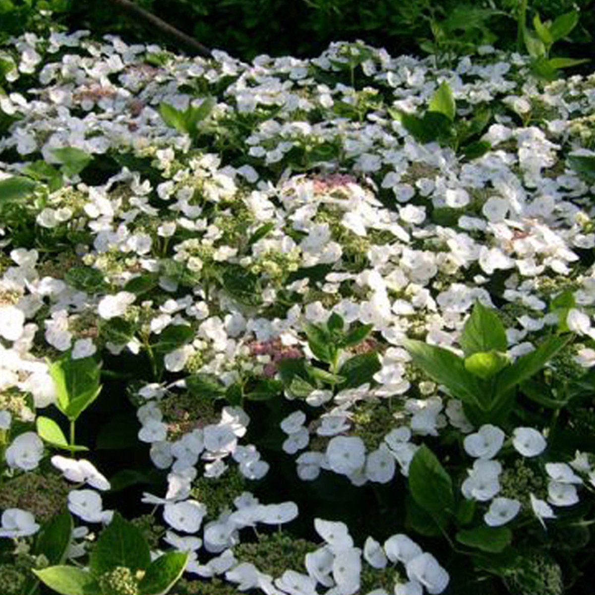 HYDRANGEA 'TELLER WHITE' - Hortensia 40-60 cm in pot | bol.com