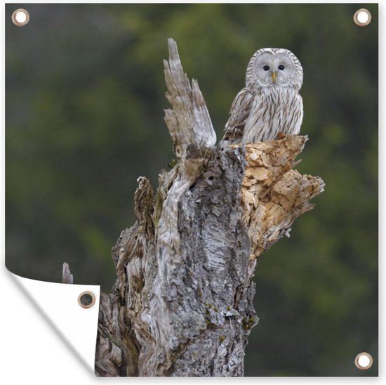 Tuin poster Oeraluil op een oude boomstam - 200x200 cm - Tuindoek - Buitenposter | bol