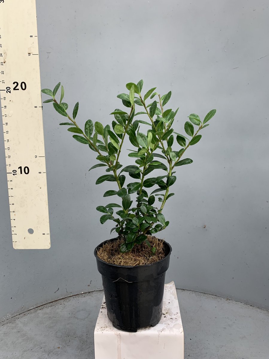 Tip: 1 Meter - 7 Stuks - Ilex crenata - Caroline Upright - 30cm hoog ...