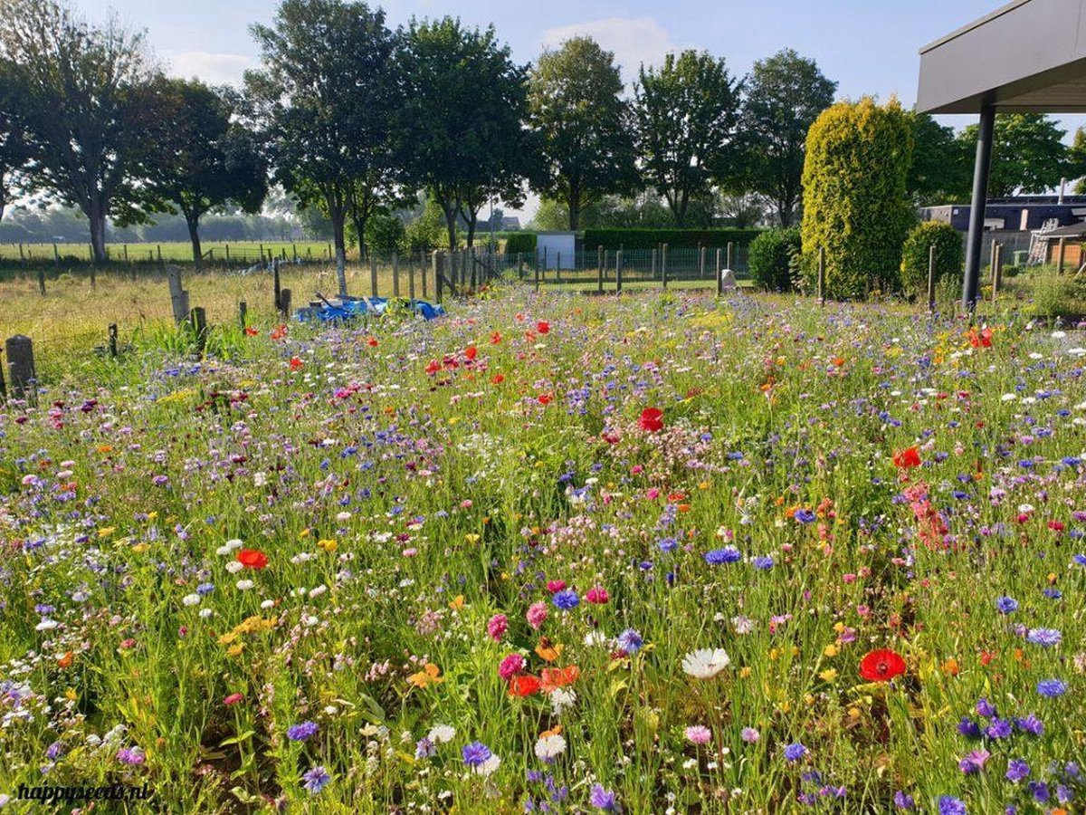 Prachtige weidebloemen Wildbloemen zaadmix - Berm Mengsel Natuur ...