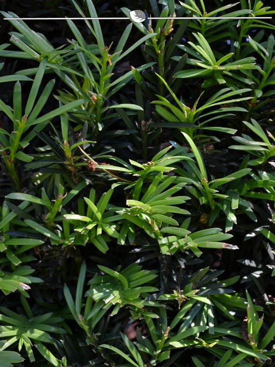 Venijnboom Taxus baccata 50-60 cm in Pot, 100x Haagplant | bol