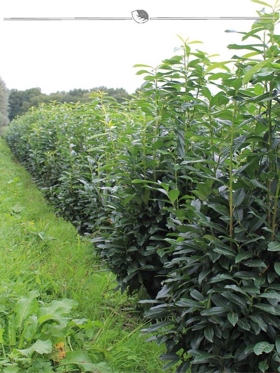 Laurier Prunus Caucasica 100-120 cm in Pot, 3x Haagplant | bol