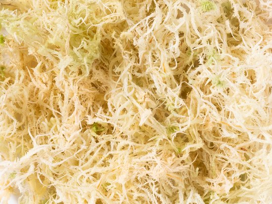 Sphagnum Mos 5L – 99,9% Zuiver Indoor Gekweekt Sphagnum Moss – Premium ...