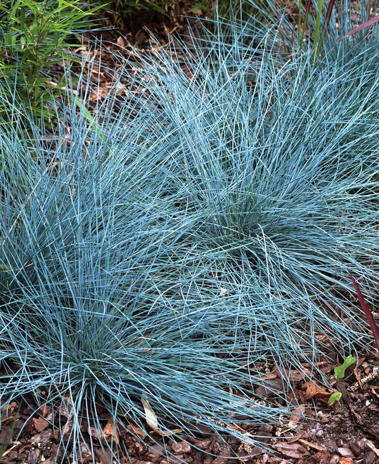 GARDENZO - 8x Blauw Schapengras - Festuca glauca 'Elijah Blue' - in P9 ...