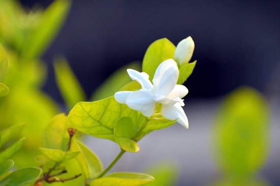 Jasmijnwater 100ml Sprayfles Glas - Puur - Hydrosol, Hydrolaat van ...