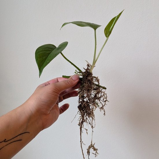 Scindapsus Epipremnum Aureum | Scindapsus stekje | bol