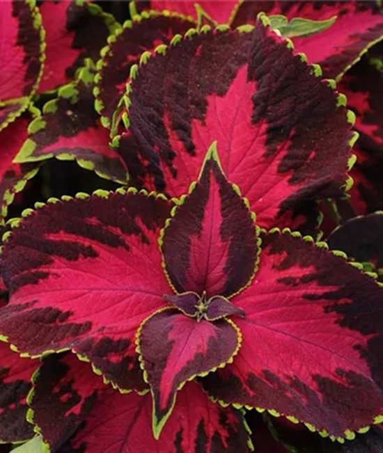 Coleus x blumei solento Dark Cherry | bol