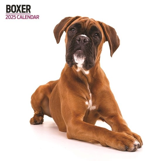 Boxer Kalender 2025 Modern | bol