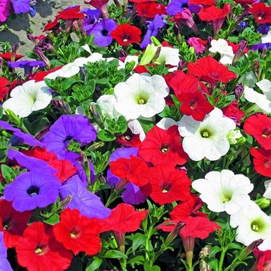 Petunia zaden - Petunia Pendula gemengd | bol