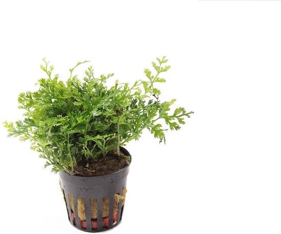 Aquaflora Bolbitus heteroclita in 5 cm pot | bol