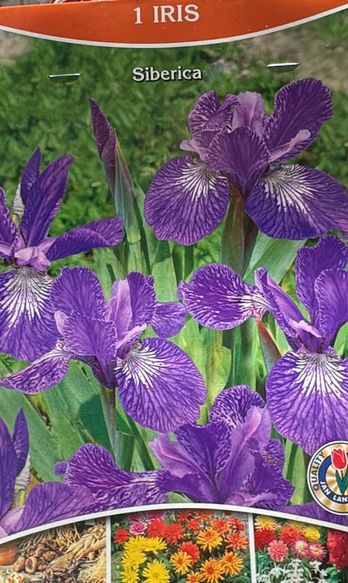 Iris Siberica – 1 bol | Paarse Iris | Vaste Plant | Voorjaar/Zomerbloei ...