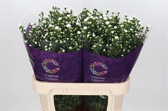 25x Aster pretty wendy 80cm | bol