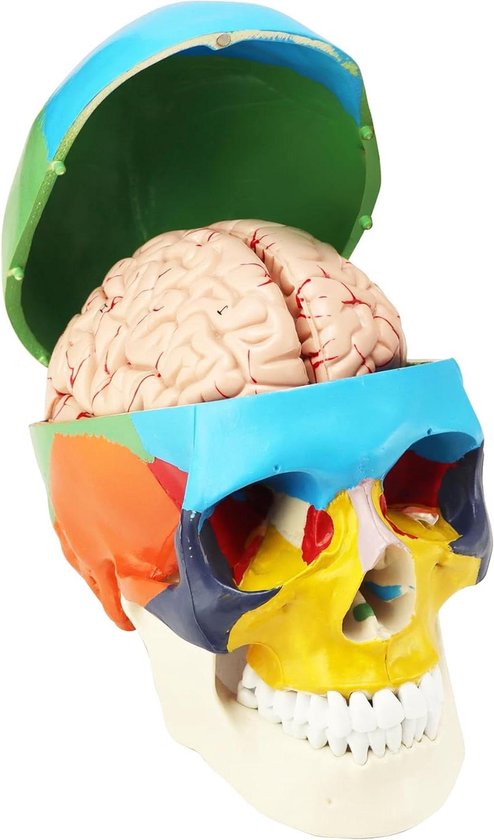 Allecto plus - Anatomisch model schedel en hersenen met cijfers ...