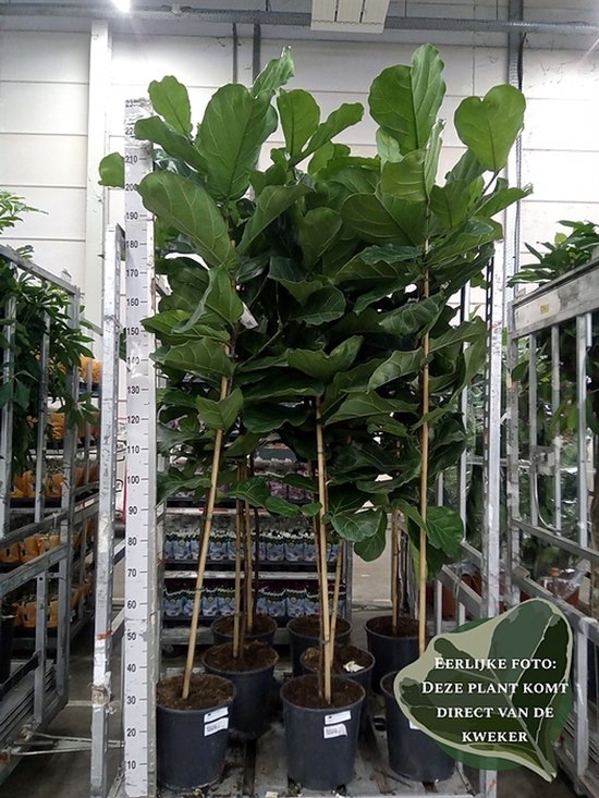 Ficus lyrata - Hoogte 190cm - Potmaat 30cm - Luchtzuiverende Kamerplant - Plant binnen | bol