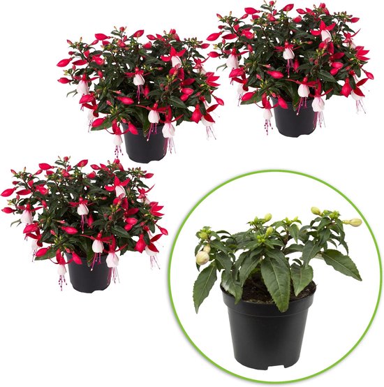 3x Fuchsia 'Bella Evita' - Bellenplant rood wit - 3 stuks - ↑ 10-15cm ...