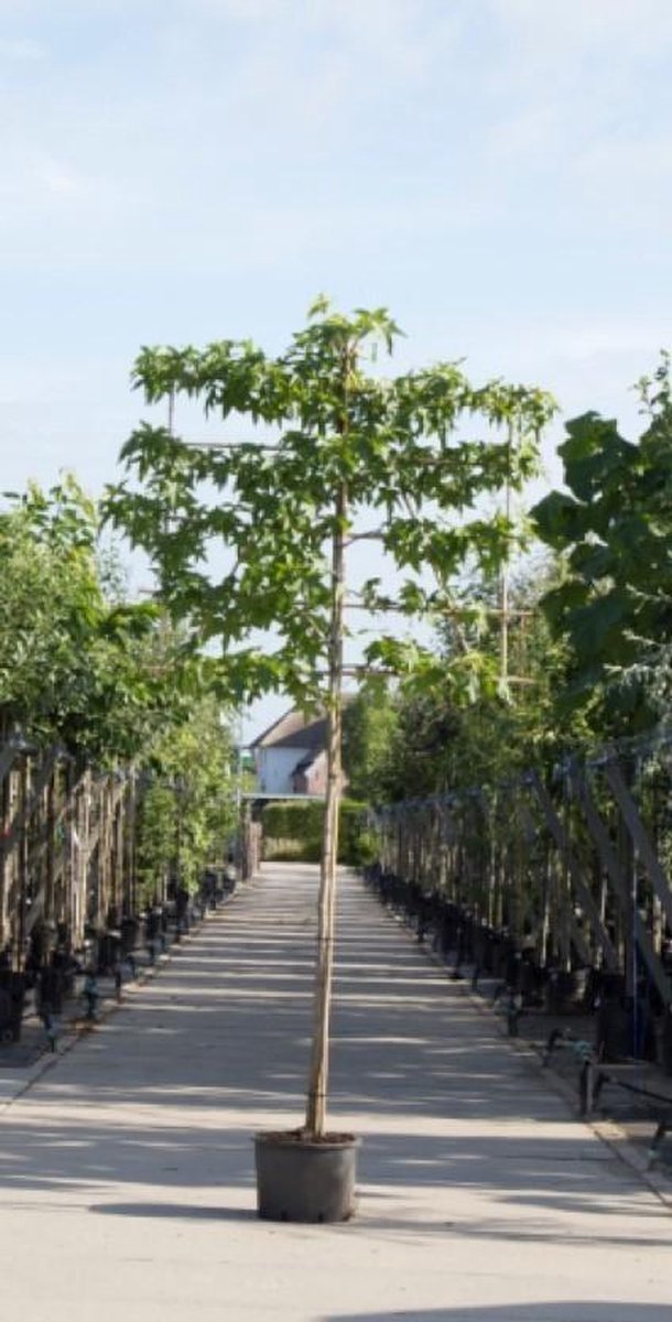 bol.com | Amberboom als leiboom - ‘Liquidambar styraciflua Worplesdon’ 180 cm stamhoogte (8 - 12...