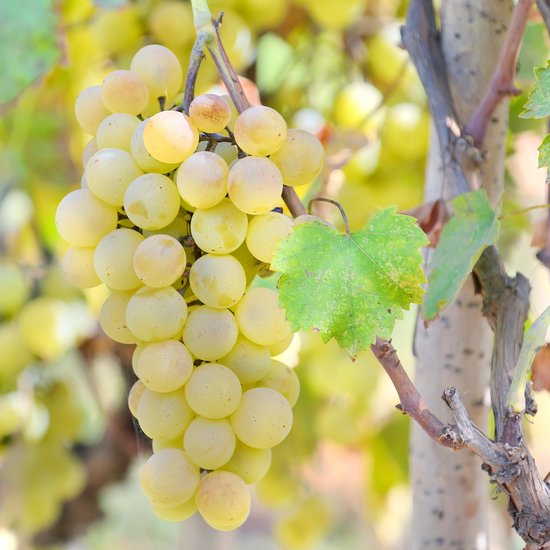 Druivenplant (wit), Vitis vinifera 'Solaris' op stam, hoogte 40-60 cm ...