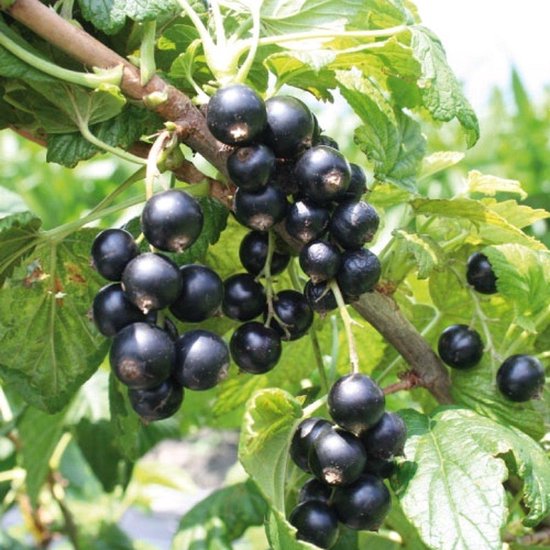 Jostabes - Ribes nidigrolaria 'Josta' - kruising zwarte bes met ...