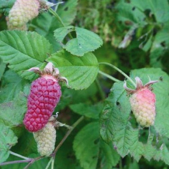 Loganbes - Rubus fruticosus Thornless 'Loganberry' - kruising braam met ...
