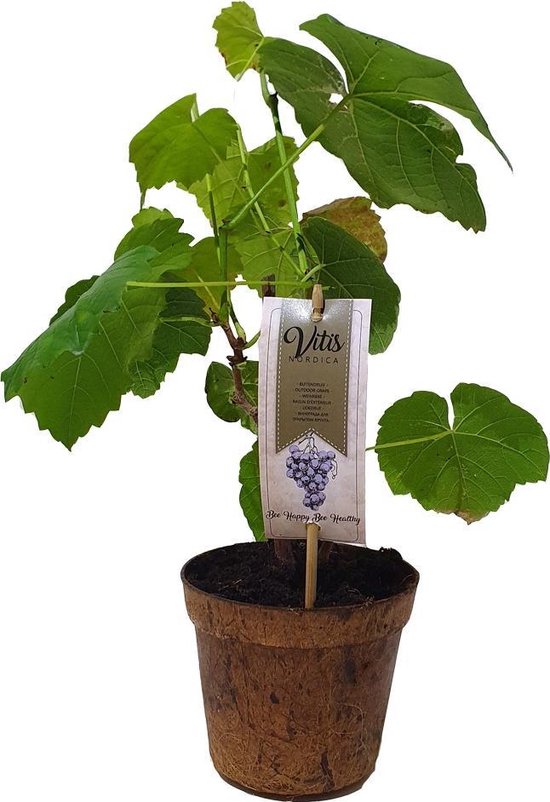 Blauwe Druivenplant - Nordica - Organic Family | bol