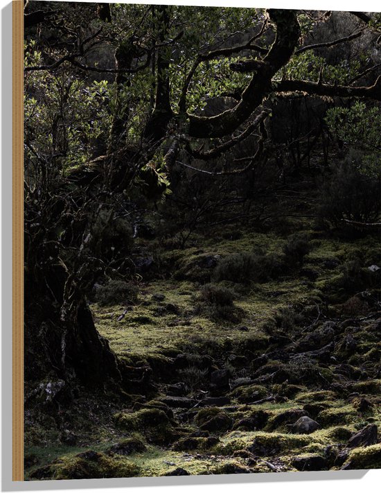 Hout - Boom - Natuur - Gras - Stenen - 60x80 cm - 9 mm dik - Foto op ...