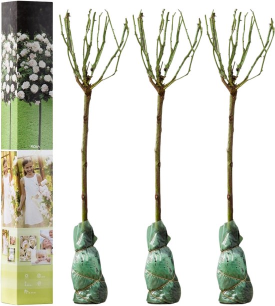 NatureNest - Mini stamroos - Meillandina Mini - Wit - 3 stuks - 55-70 ...