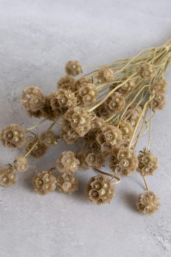 Couronne - Bundeltje gedroogde bloemen 'Scabiosa Stellata Pod' (Natural ...