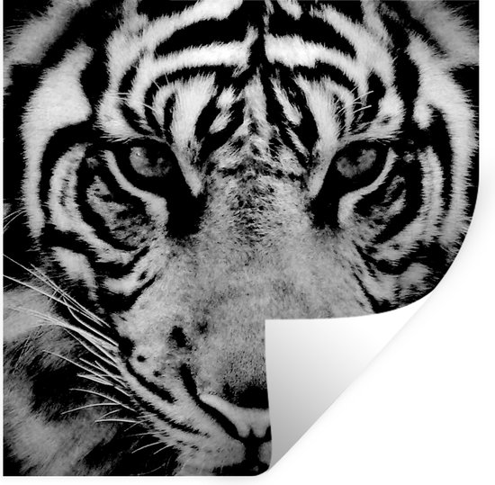 Muurstickers - Sticker Folie - Sumatraanse tijger tegen zwarte achtergrond in... | bol