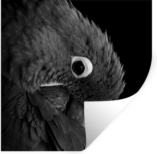 Muurstickers - Sticker Folie - Close-up van een blauw met roze papegaai - zwart wit -... | bol