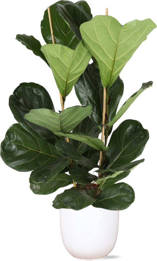 Ficus Lyrata in Boule WIT pot - Potmaat 24cm - Hoogte 120cm | bol