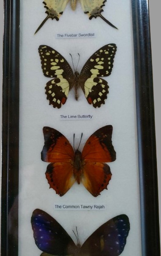 vlinder-vlinders in lijst-insect-insecten-opgezette-vlinders-fotolijst ...