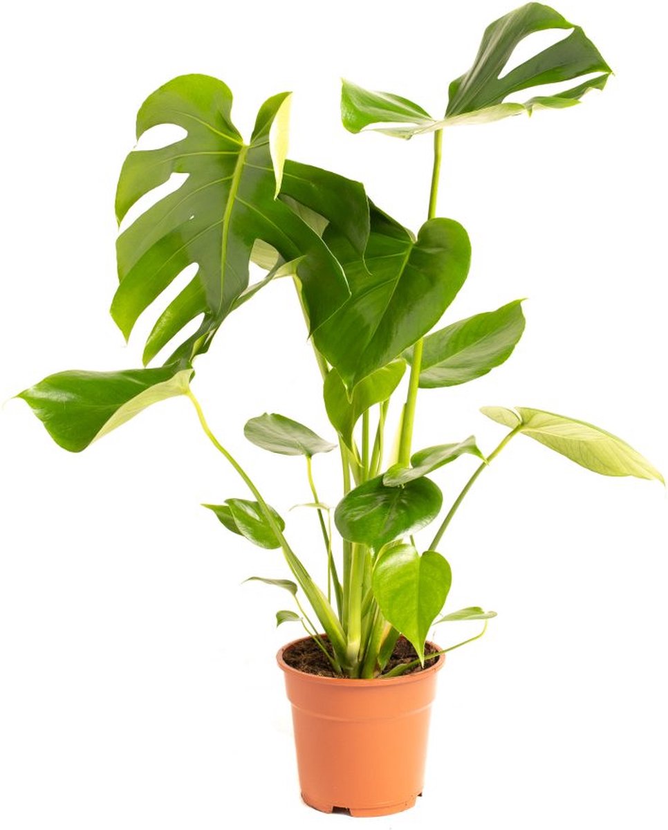 NatureNest - Gatenplant - Monstera Deliciosa - Groot - 65-75cm | bol