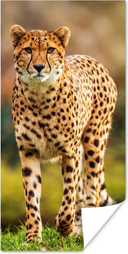 Poster Wilde dieren - Gras - Luipaard - Natuur - 20x40 cm | bol