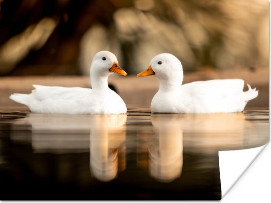 Poster Eend - Wit - Dieren - Water - Vogel - Eenden - 80x60 cm | bol