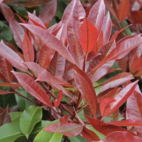 3 x Photinia Fraseri 'Red Robin' op stam - Glansmispel Boompje met stamhoogte 90cm | bol