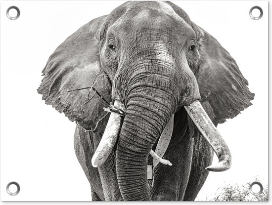 Tuin decoratie Olifant - Portret - Dieren - Zwart wit - 40x30 cm ...