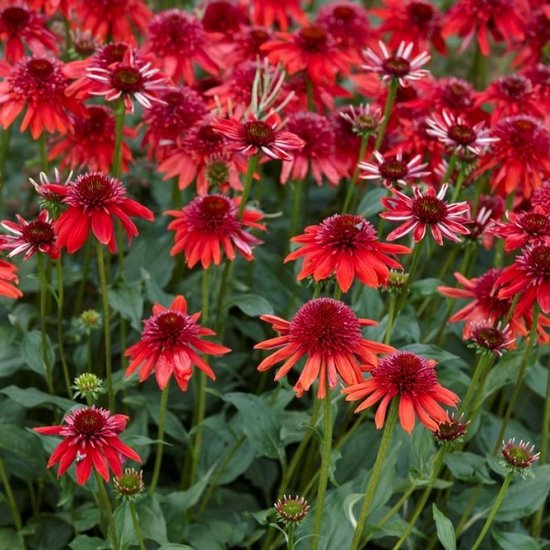 6 x Zonnehoed Eccentric Rood - Vaste Plant Winterhard - Echinacea ...