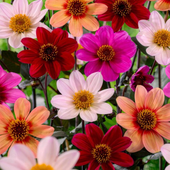 Dahlia - Happy Bee - 5 stuks - Bloembollen - Meerkleurig - Bloem bollen ...