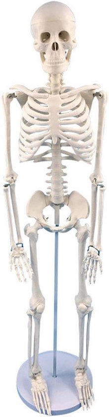 Mini skelet model met beweegbare armen en benen - educatief anatomie... | bol