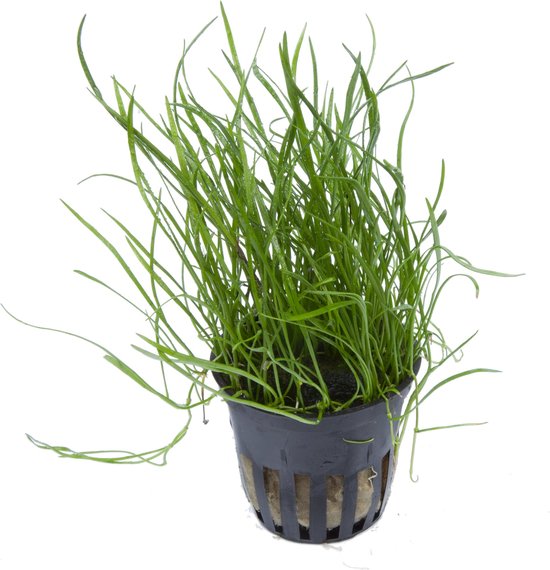 Moerings Lilaeopsis mauritius | Grasplant | in 5 cm pot | bol