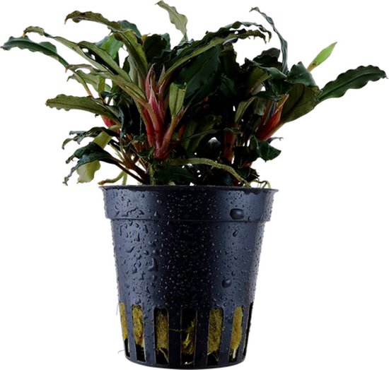 Bucephalandra Theia Red - Aquariumplant - Aquascape - Moerings | bol