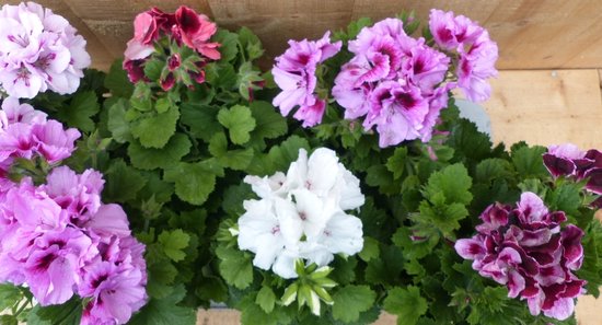 Franse Geranium Pelagonium 6 potjes per tray kleur mix | bol